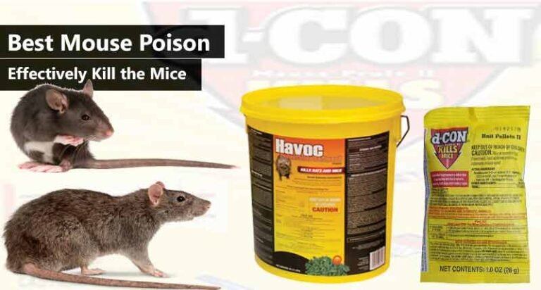 Best Mouse Poison 2021: Effectively Kill the Mice